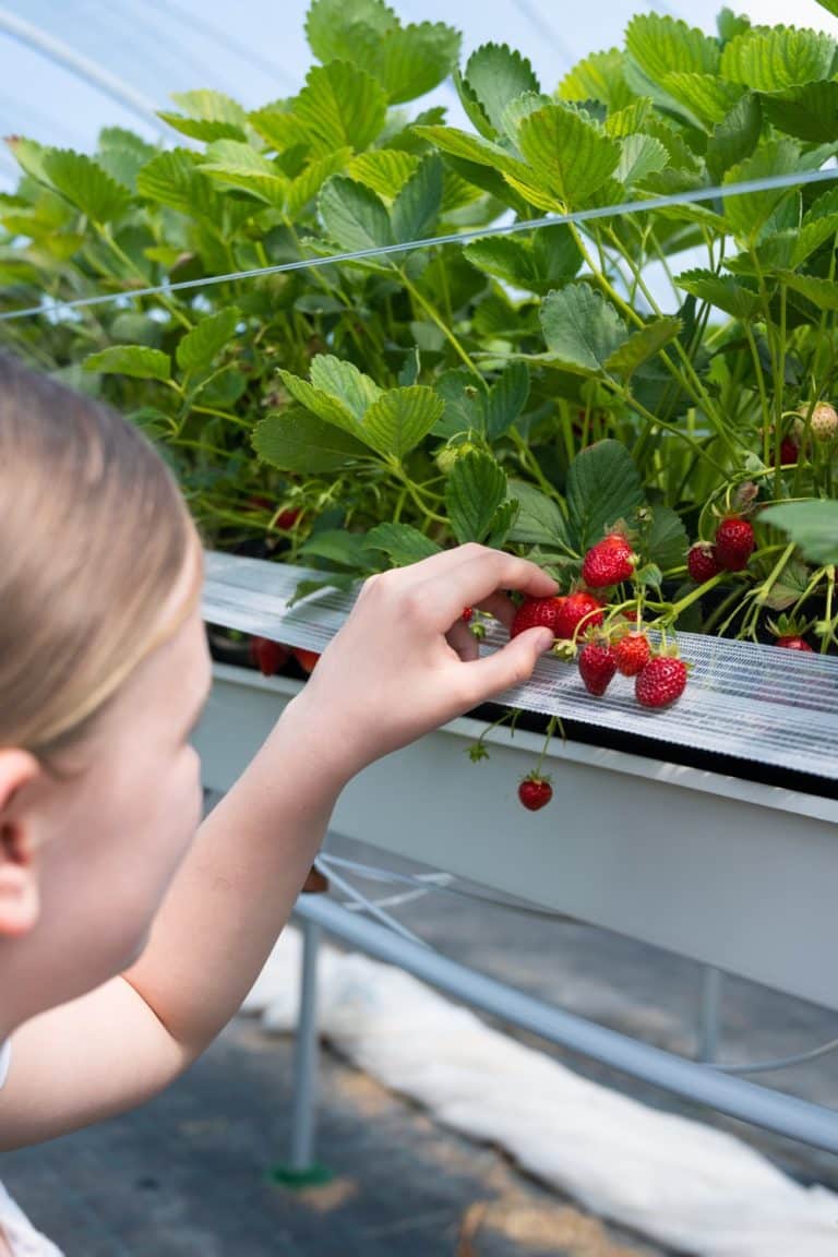Hof Moorhörn - Beeren pflücken in der Region Kiel