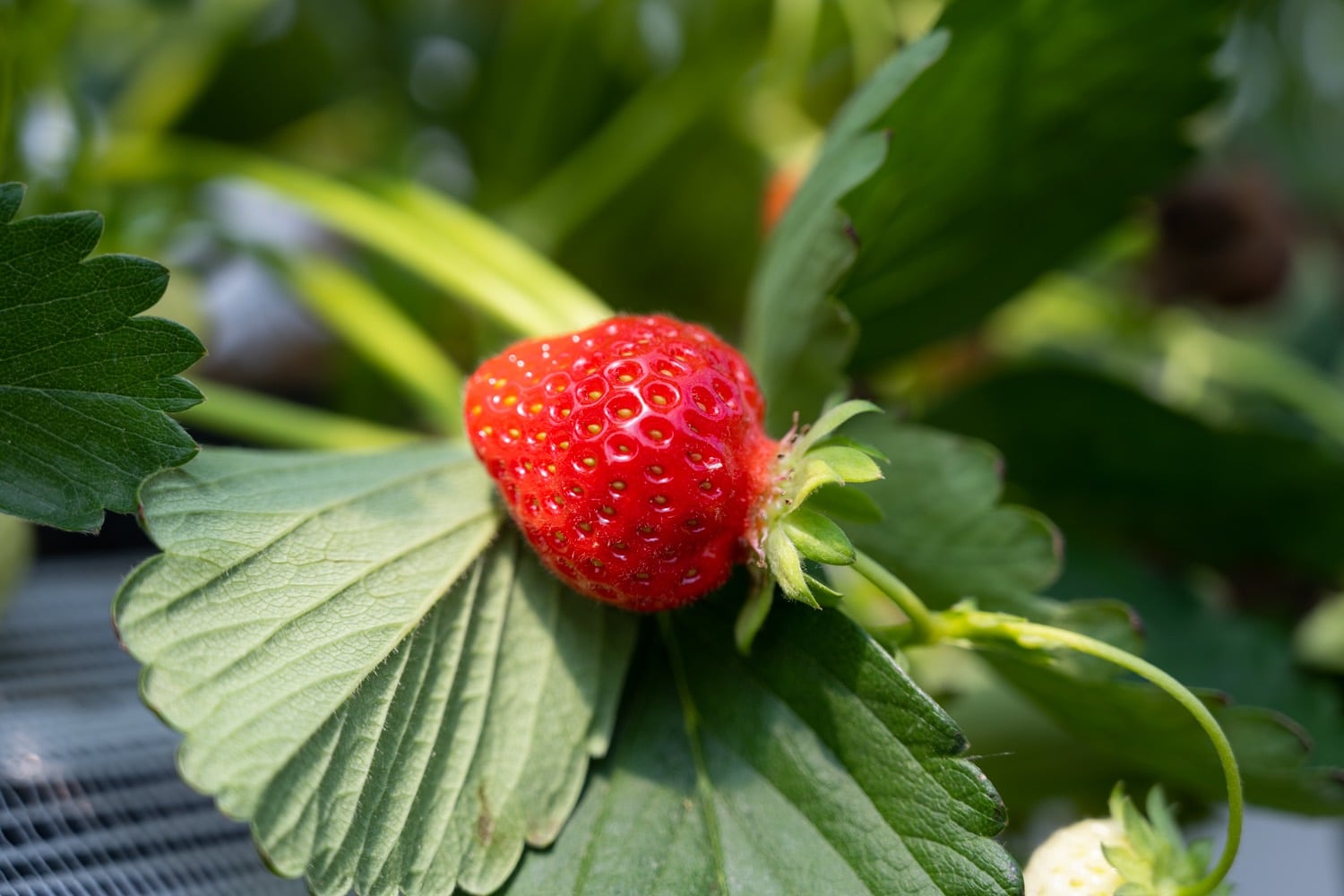 Hof Moorhörn - Beeren pflücken in der Region Kiel