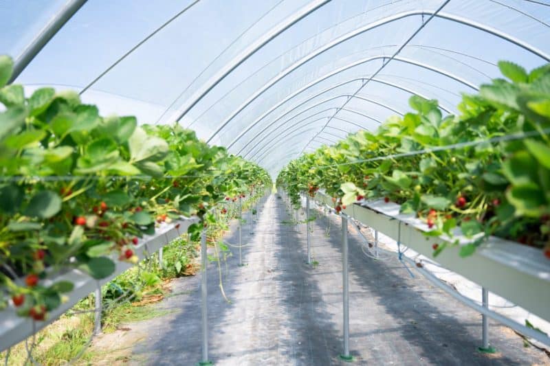 Hof Moorhörn - Beeren pflücken in der Region Kiel